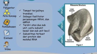 Struktur, Fungsi dan Sintesis Protein Sel_BOLOGI SEL_3J.pdf