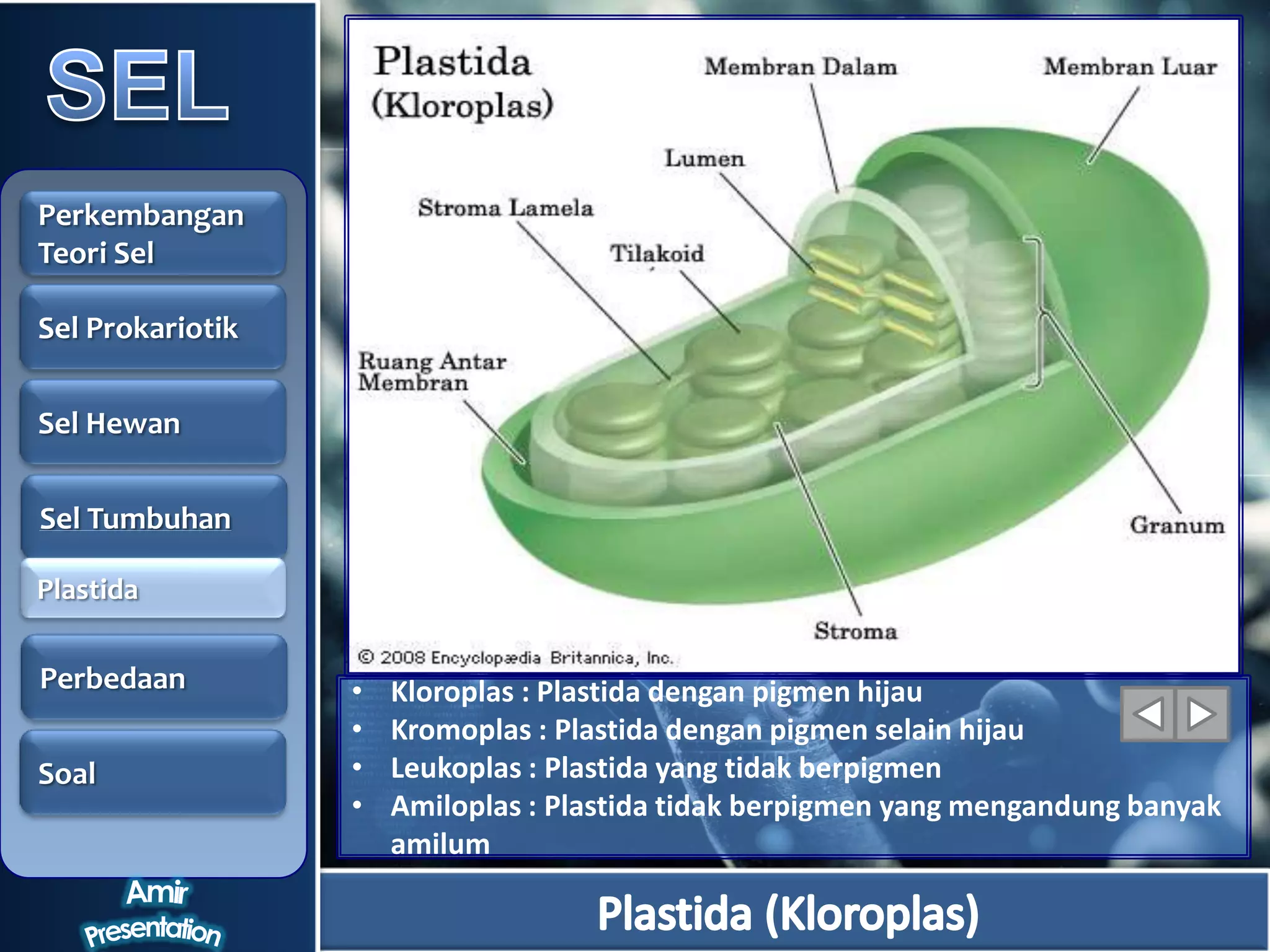 Struktur, fungsi, dan teori sel [incomplete] | PPTX