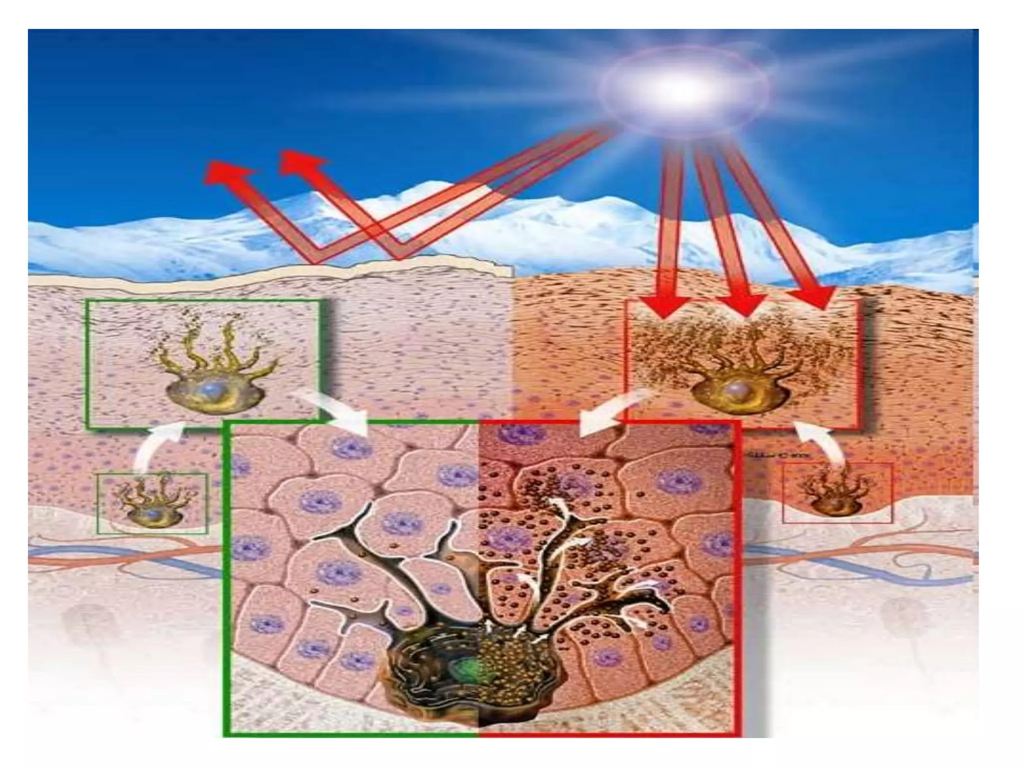 Struktur, fungsi, histologi sistem integumen | PPTX