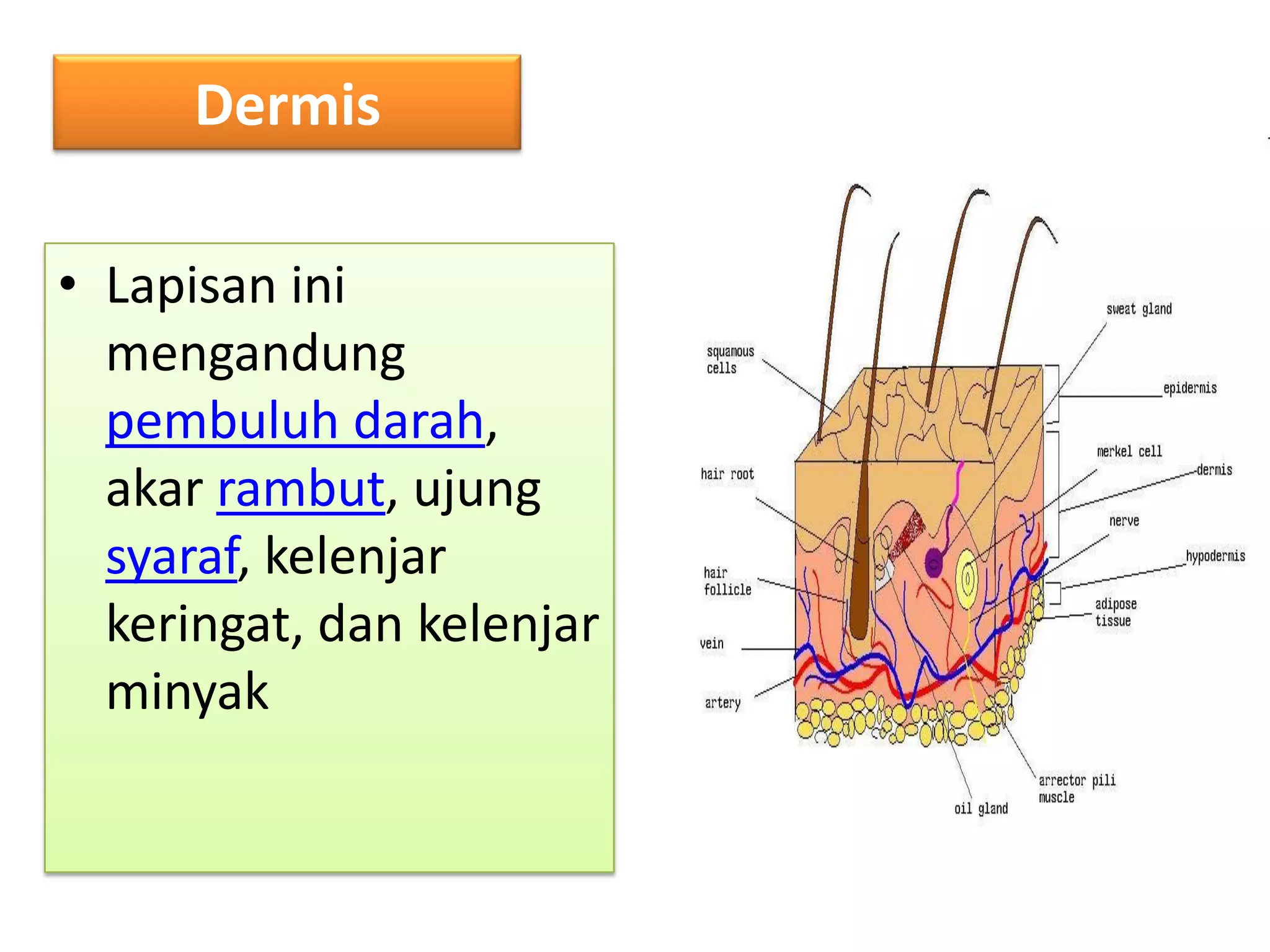 Struktur, fungsi, histologi sistem integumen | PPTX