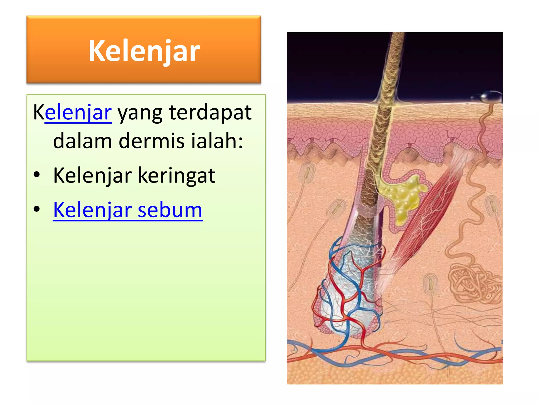 Struktur, fungsi, histologi sistem integumen | PPTX