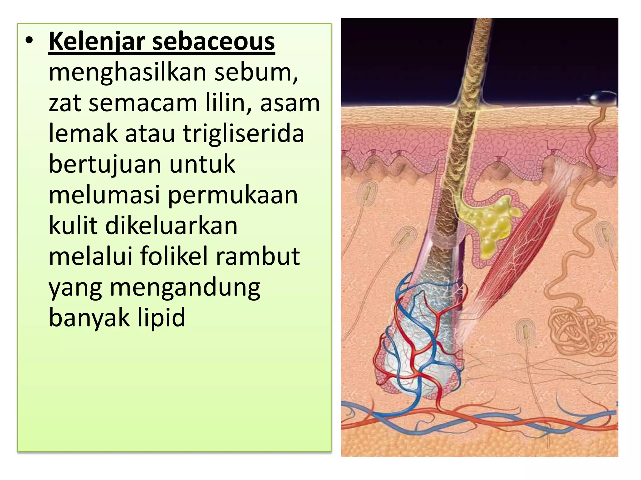 Struktur, fungsi, histologi sistem integumen | PPTX