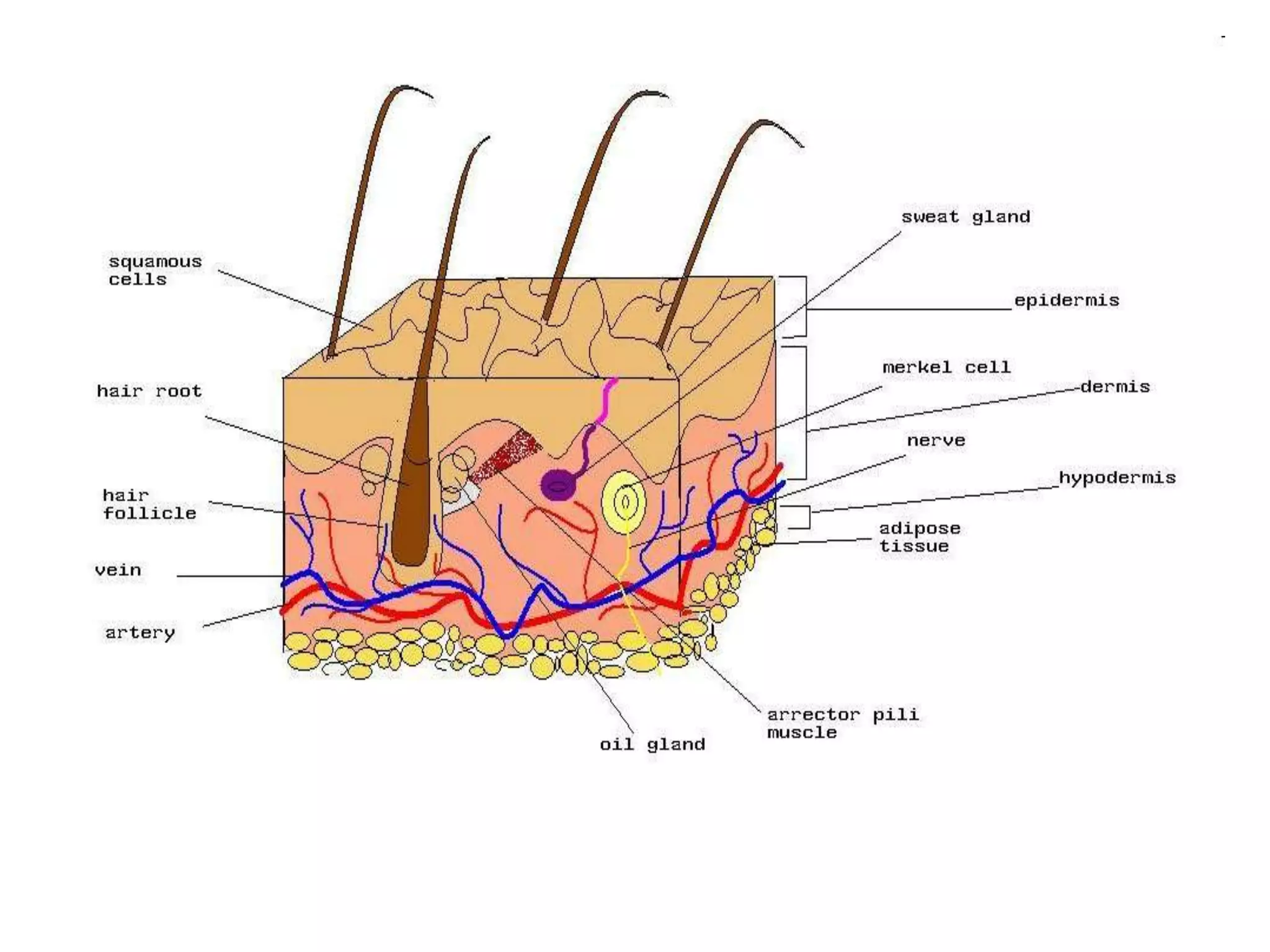 Struktur, fungsi, histologi sistem integumen | PPTX