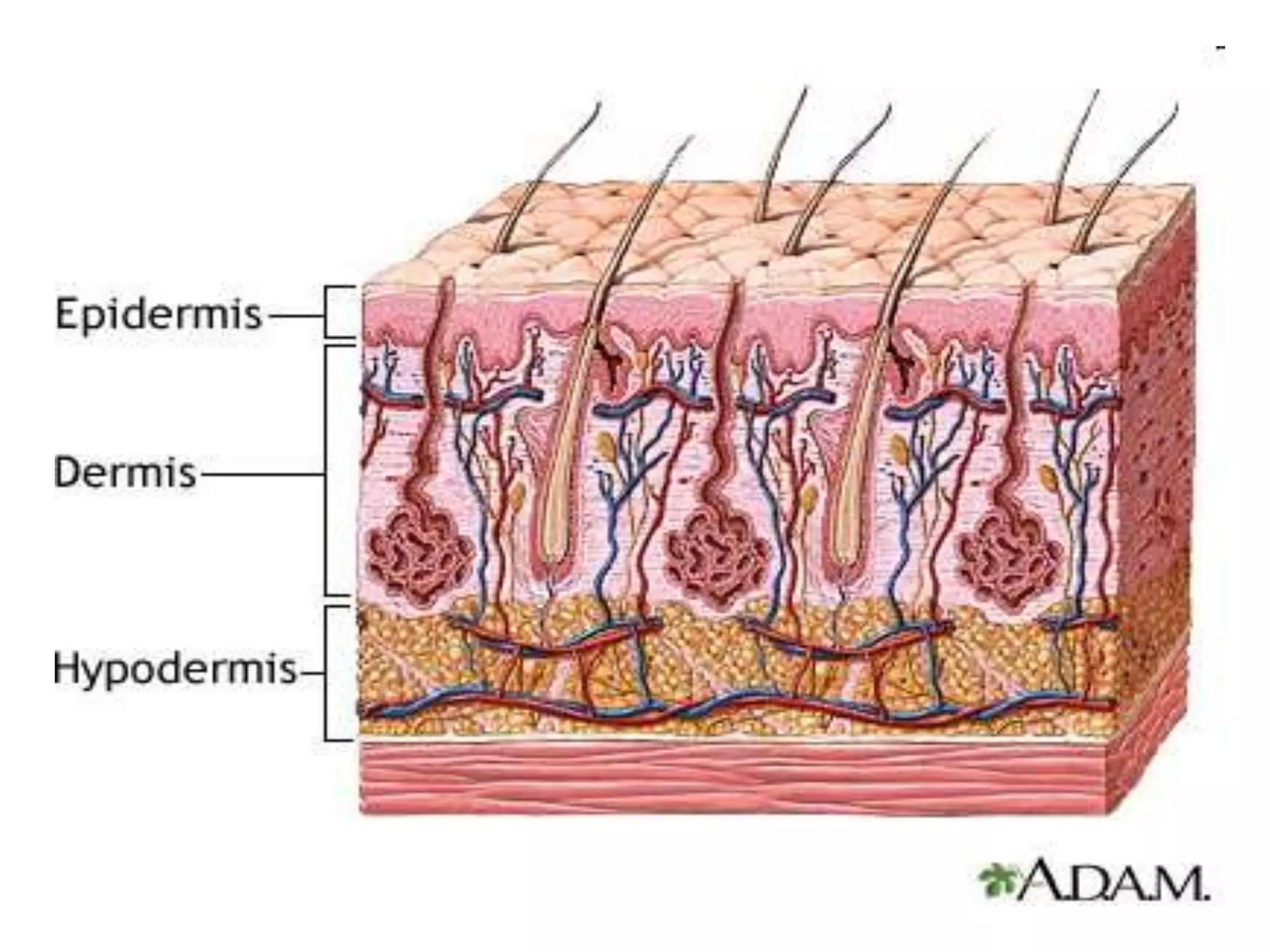 Struktur, fungsi, histologi sistem integumen | PPTX