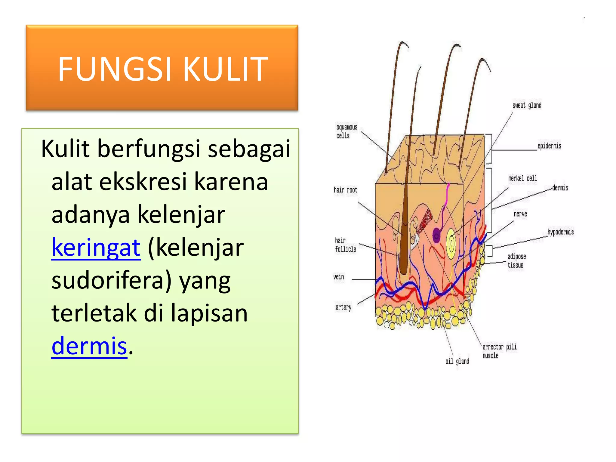 Struktur, fungsi, histologi sistem integumen | PPTX