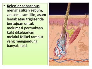 Struktur, fungsi, histologi sistem integumen | PPTX