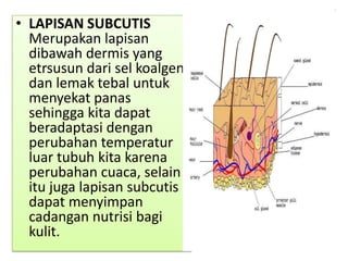 Struktur, fungsi, histologi sistem integumen | PPTX