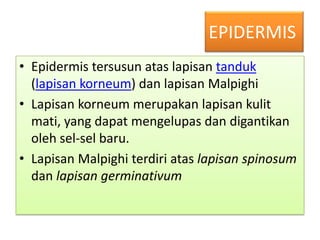 Struktur, fungsi, histologi sistem integumen | PPTX
