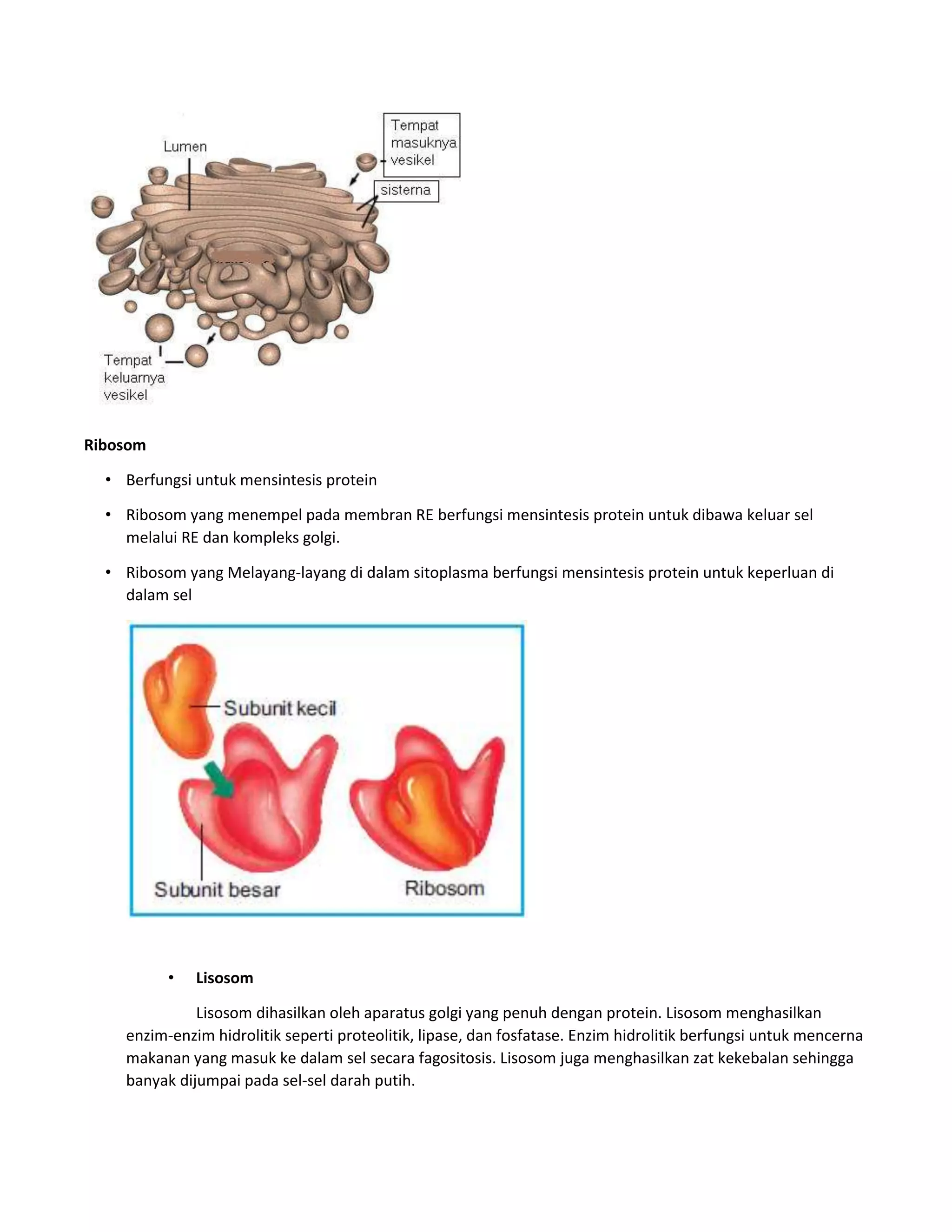 Struktur & fungsi organel sel | DOCX