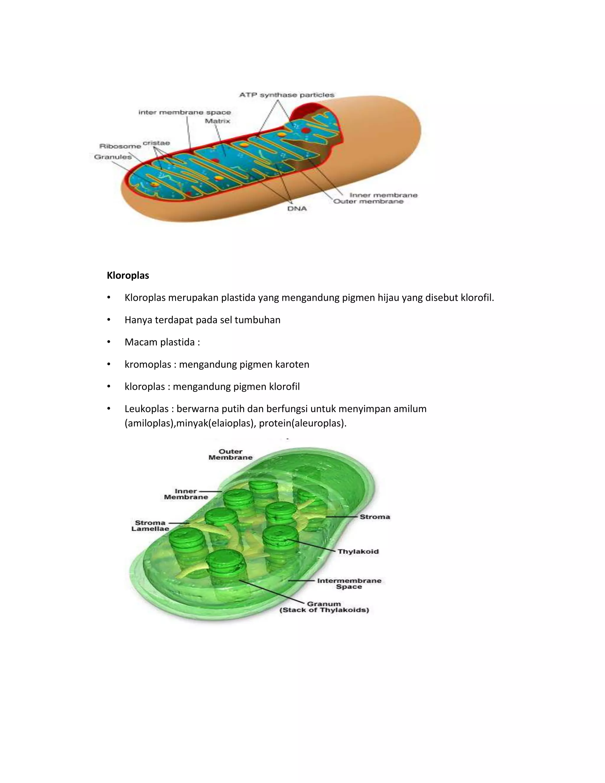 Struktur & fungsi organel sel | DOCX