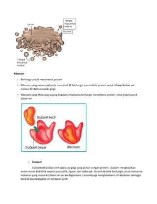 Struktur & fungsi organel sel | DOCX
