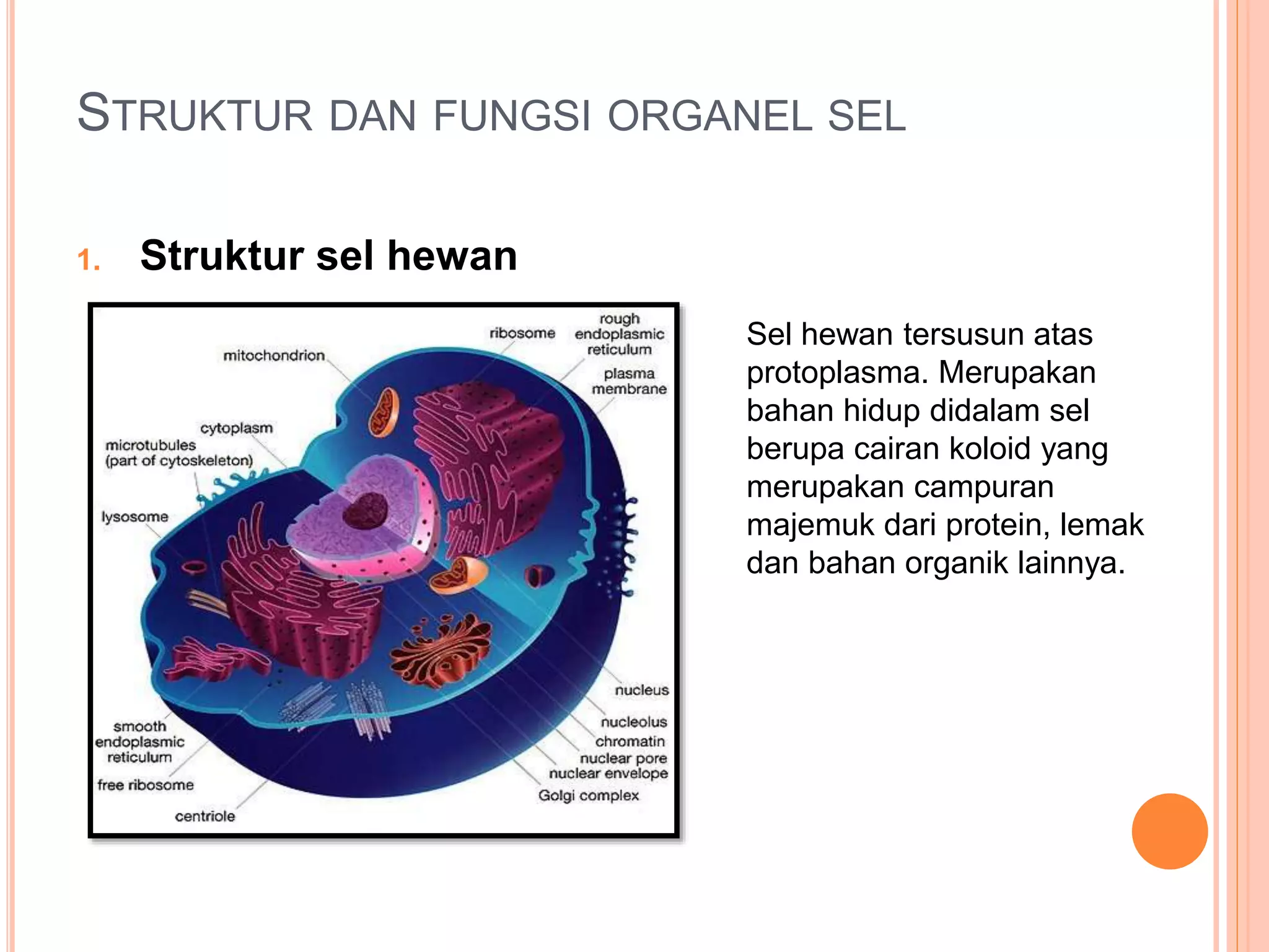 Struktur dan Fungsi organel sel | PPT