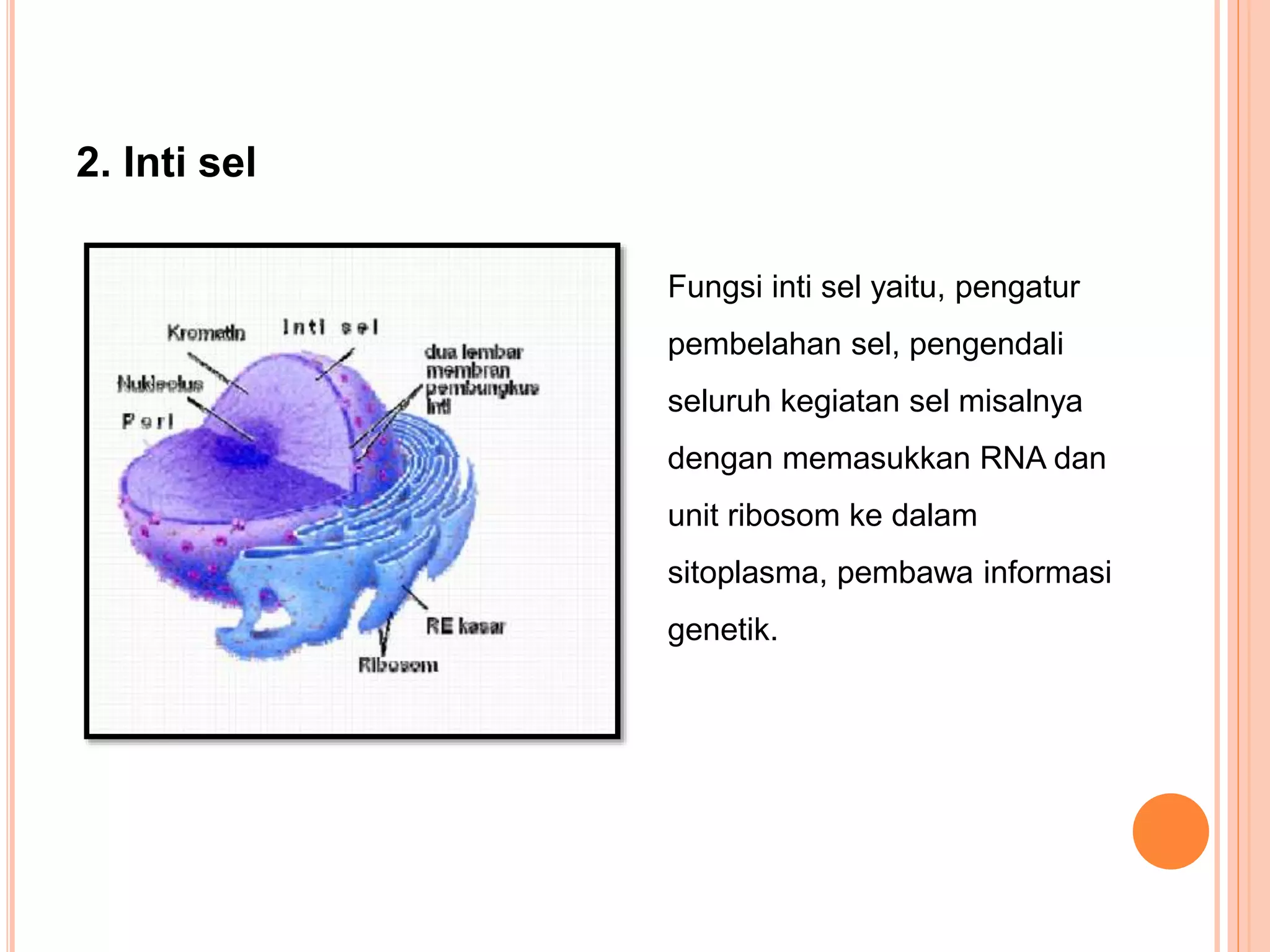 Struktur dan Fungsi organel sel | PPTX