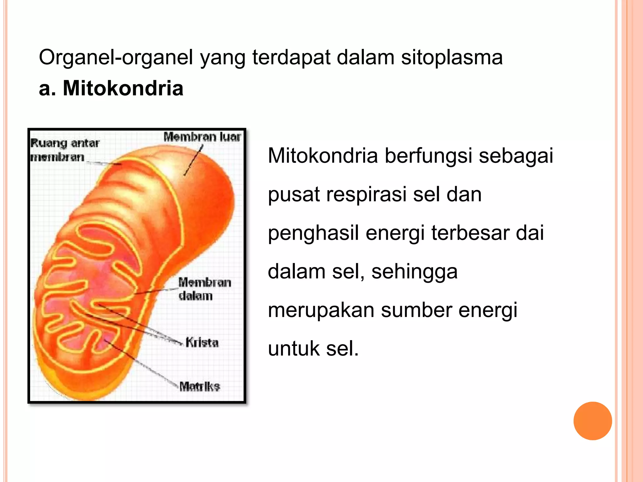 Struktur dan Fungsi organel sel | PPTX