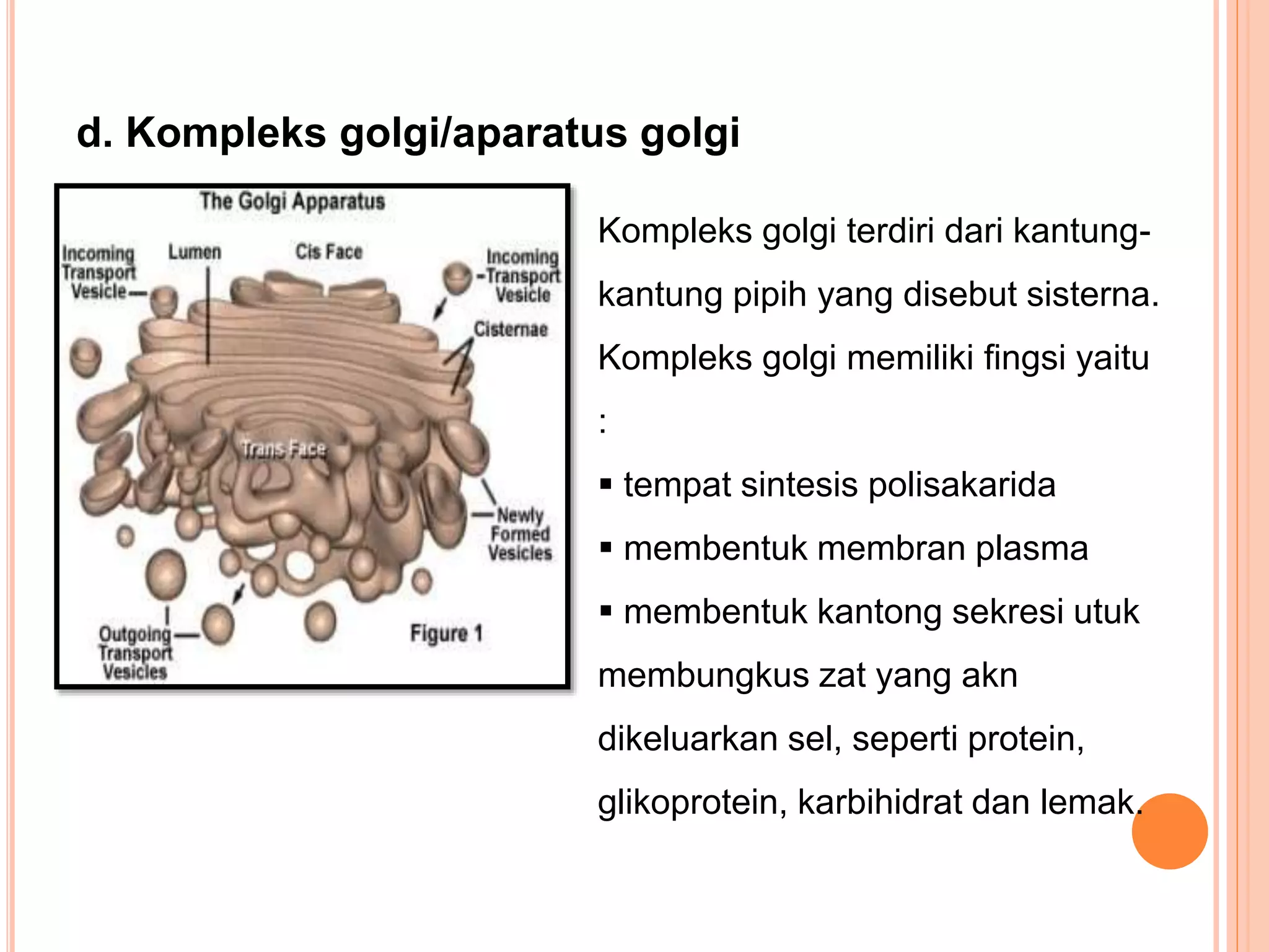 Struktur dan Fungsi organel sel | PPTX