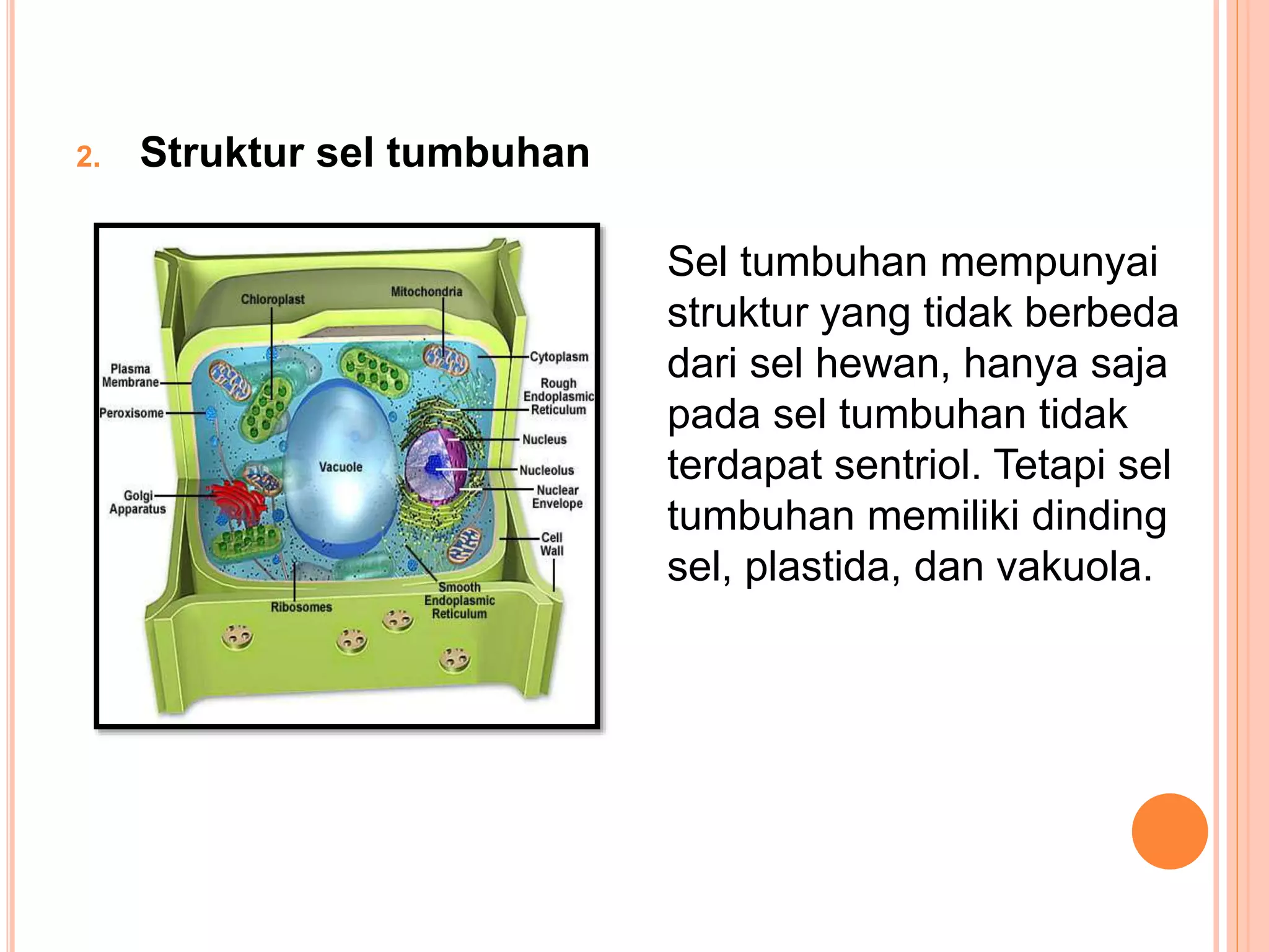 Struktur dan Fungsi organel sel | PPTX