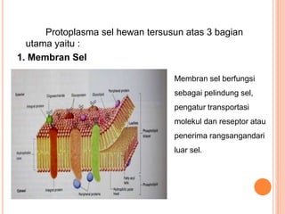 Struktur dan Fungsi organel sel | PPT