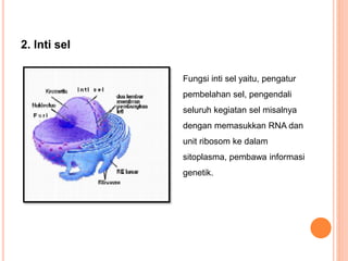 Struktur dan Fungsi organel sel | PPT