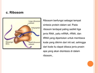 Struktur dan Fungsi organel sel | PPT
