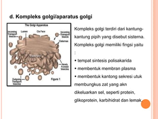 Struktur dan Fungsi organel sel | PPT