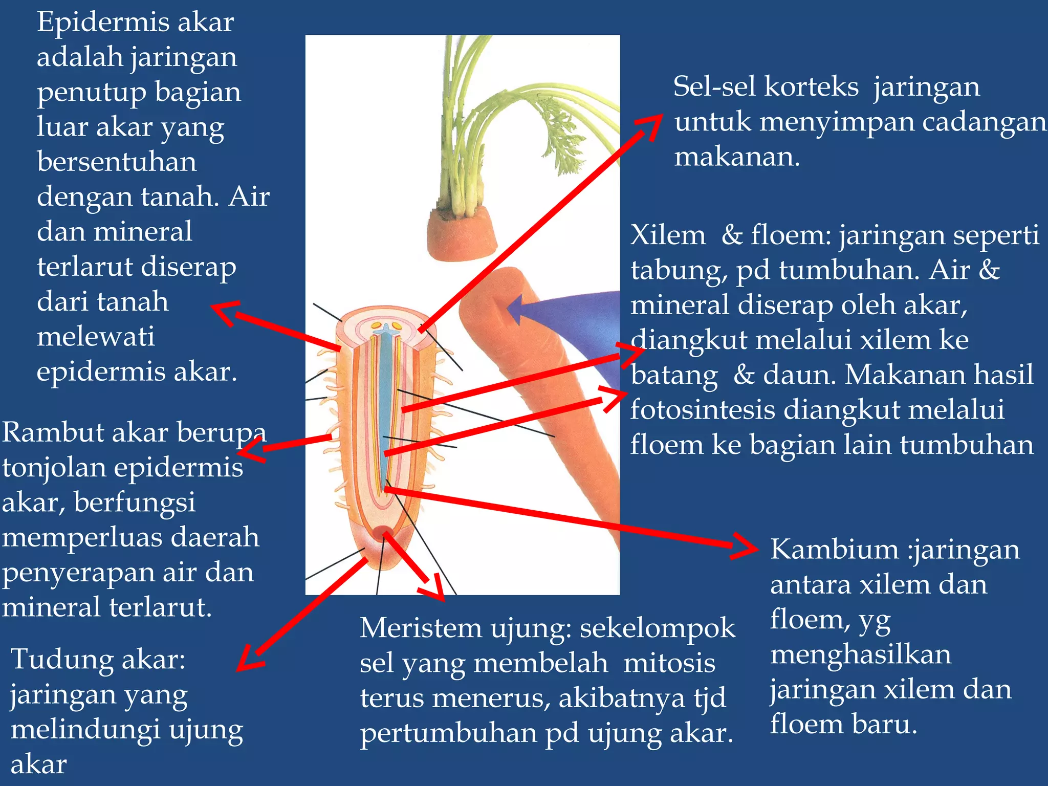 Struktur fungsi organ tumbuhan solo | PPT