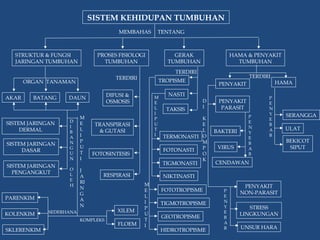 Struktur fungsi organ tumbuhan solo | PPT