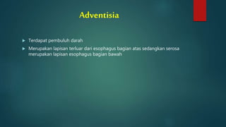 Struktur histologi esofagus | PPTX