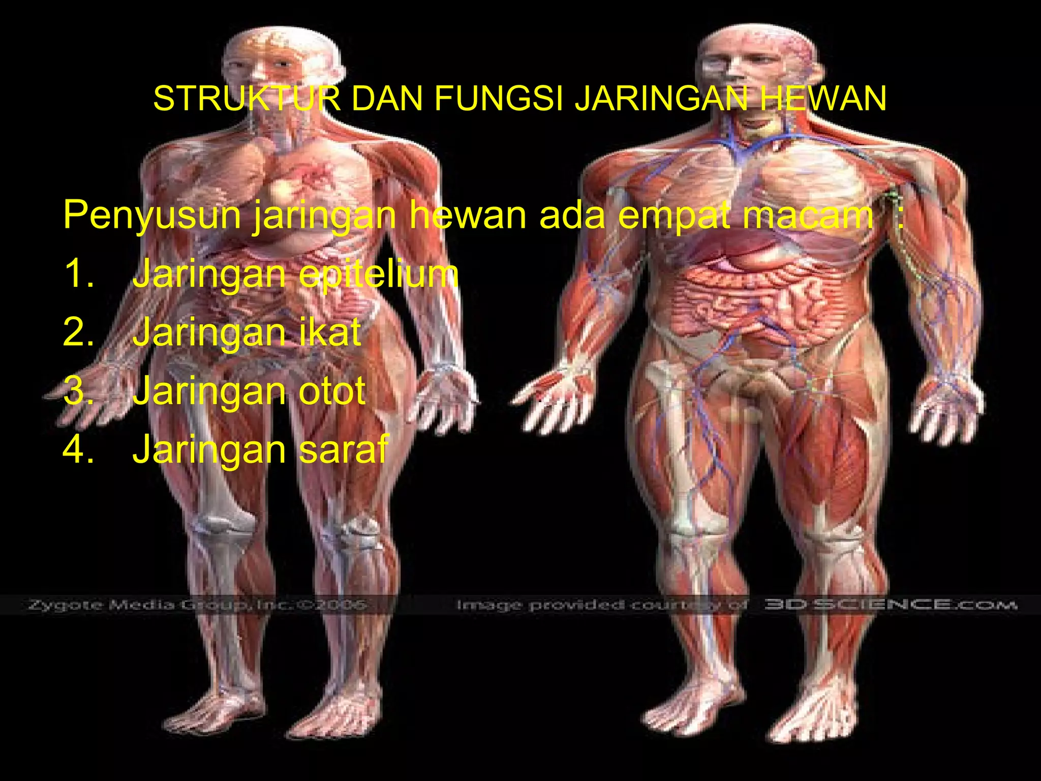 Struktur jaringan hewan | PPT