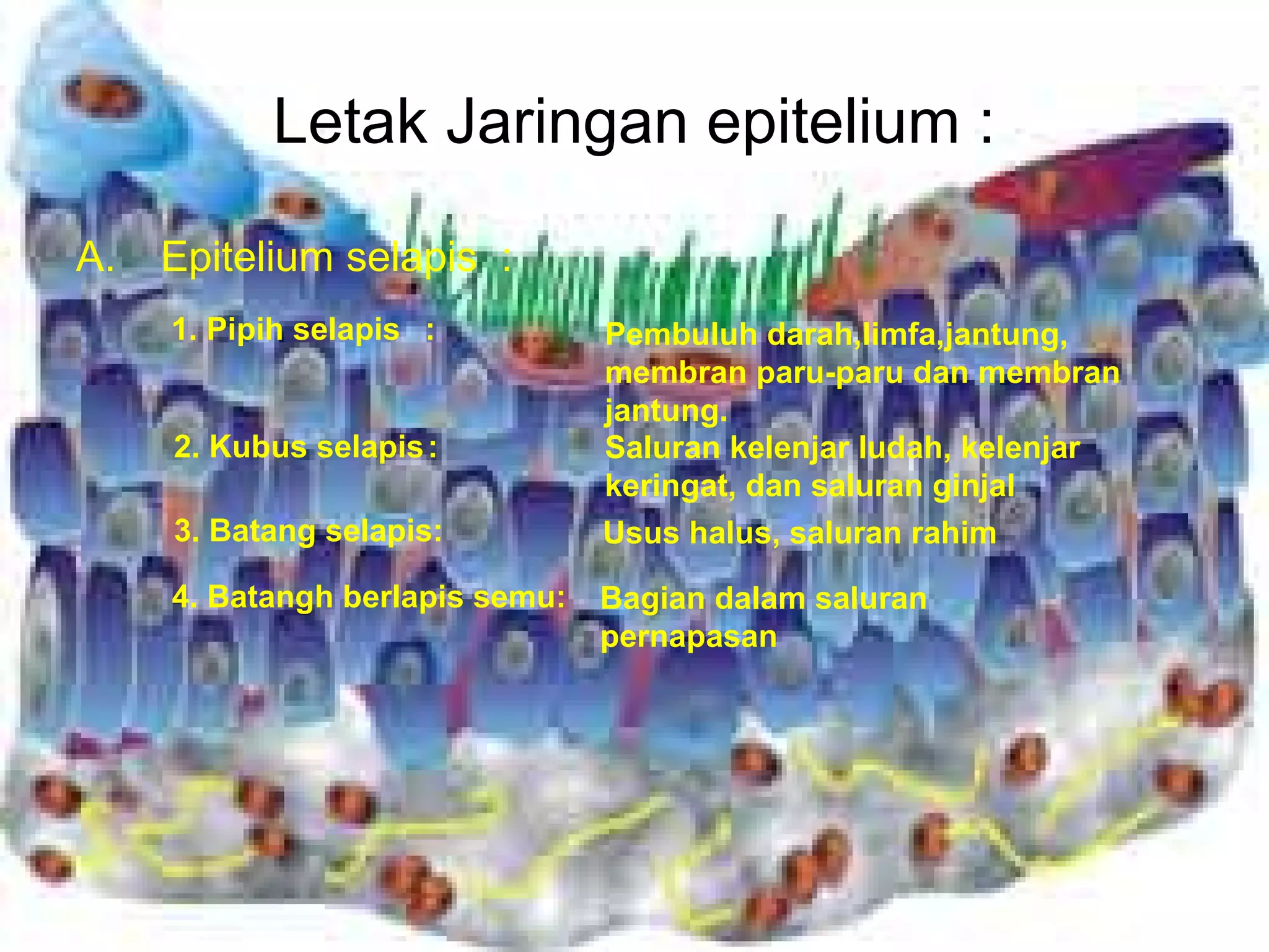 Struktur jaringan hewan | PPT