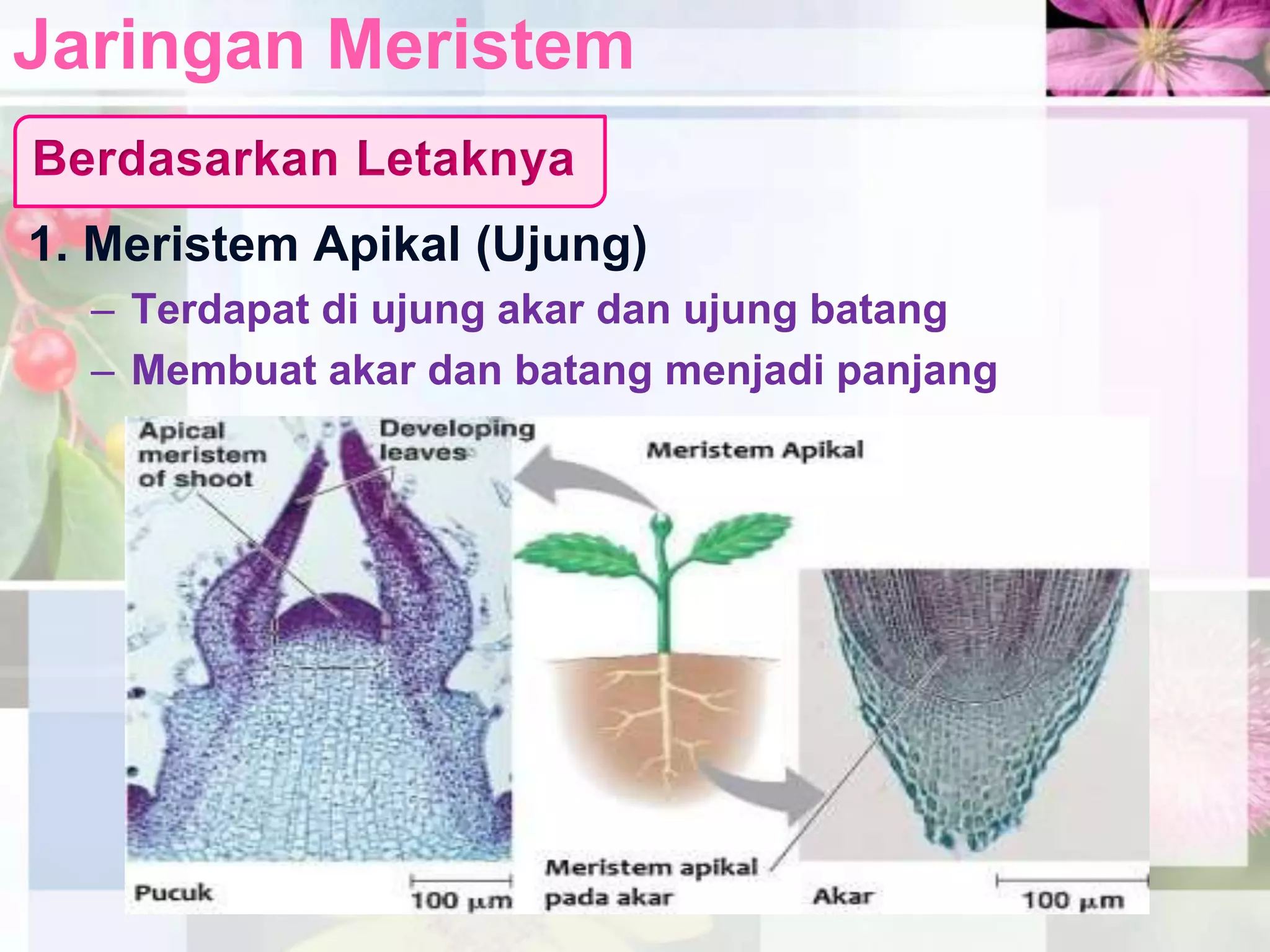 Struktur & Jaringan Pada Tumbuhan (Jaringan Meristem) | PPTX