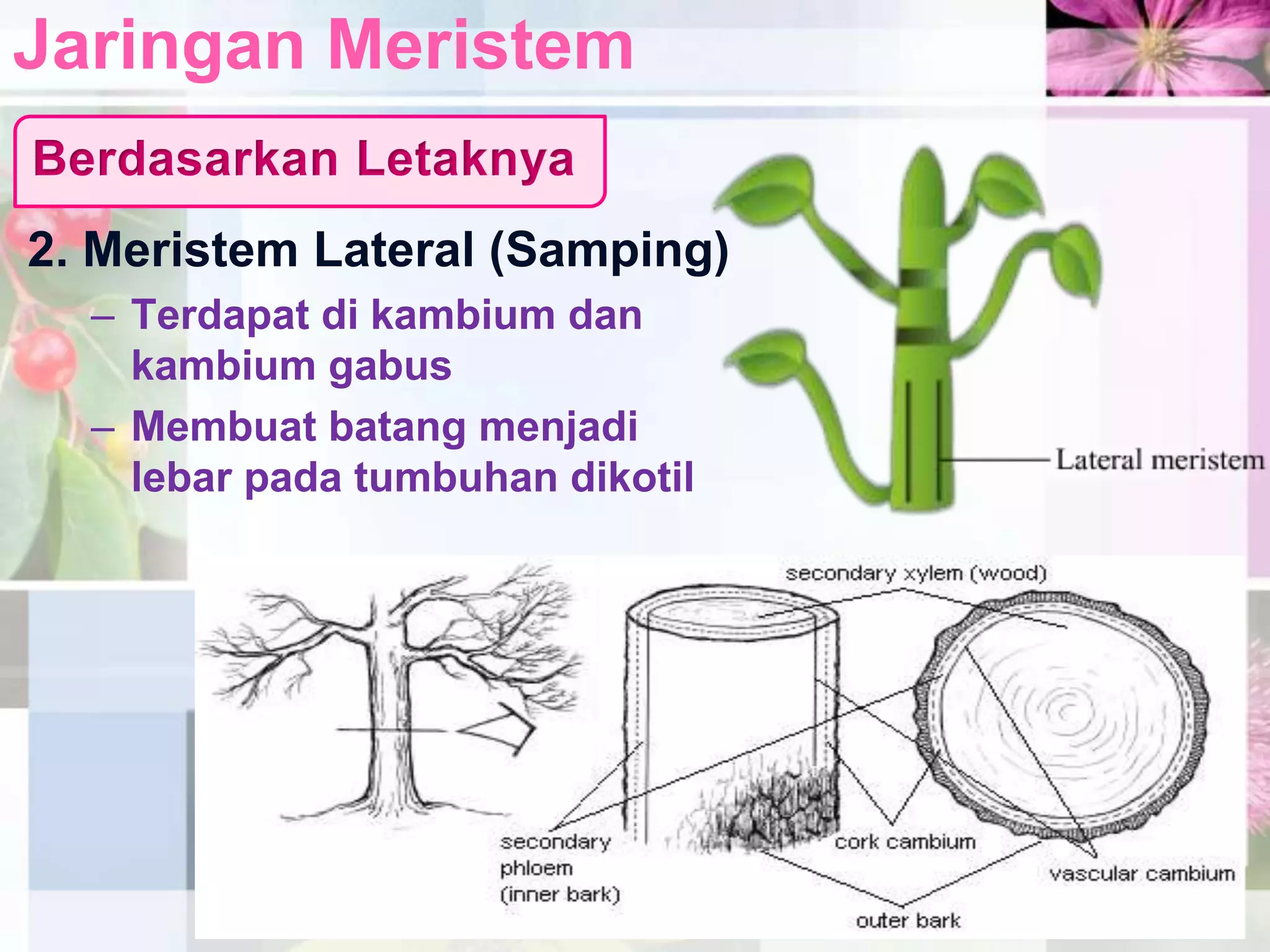 Struktur & Jaringan Pada Tumbuhan (Jaringan Meristem) | PPTX
