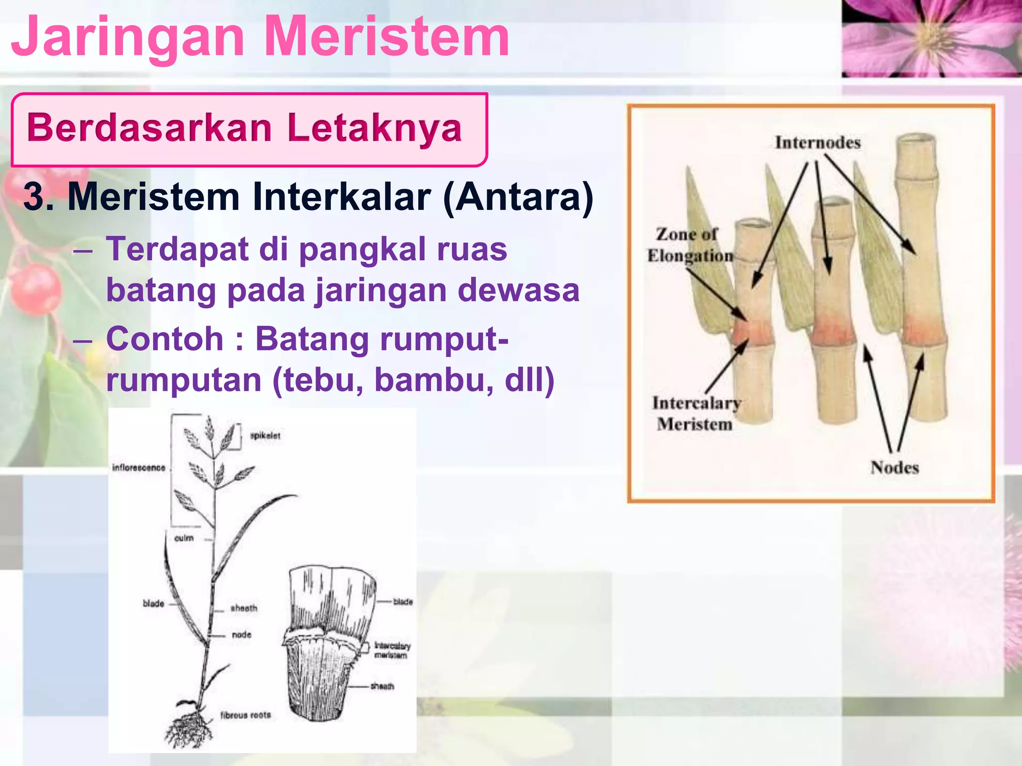 Struktur & Jaringan Pada Tumbuhan (Jaringan Meristem) | PPTX