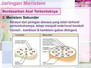 Struktur & Jaringan Pada Tumbuhan (Jaringan Meristem) | PPTX