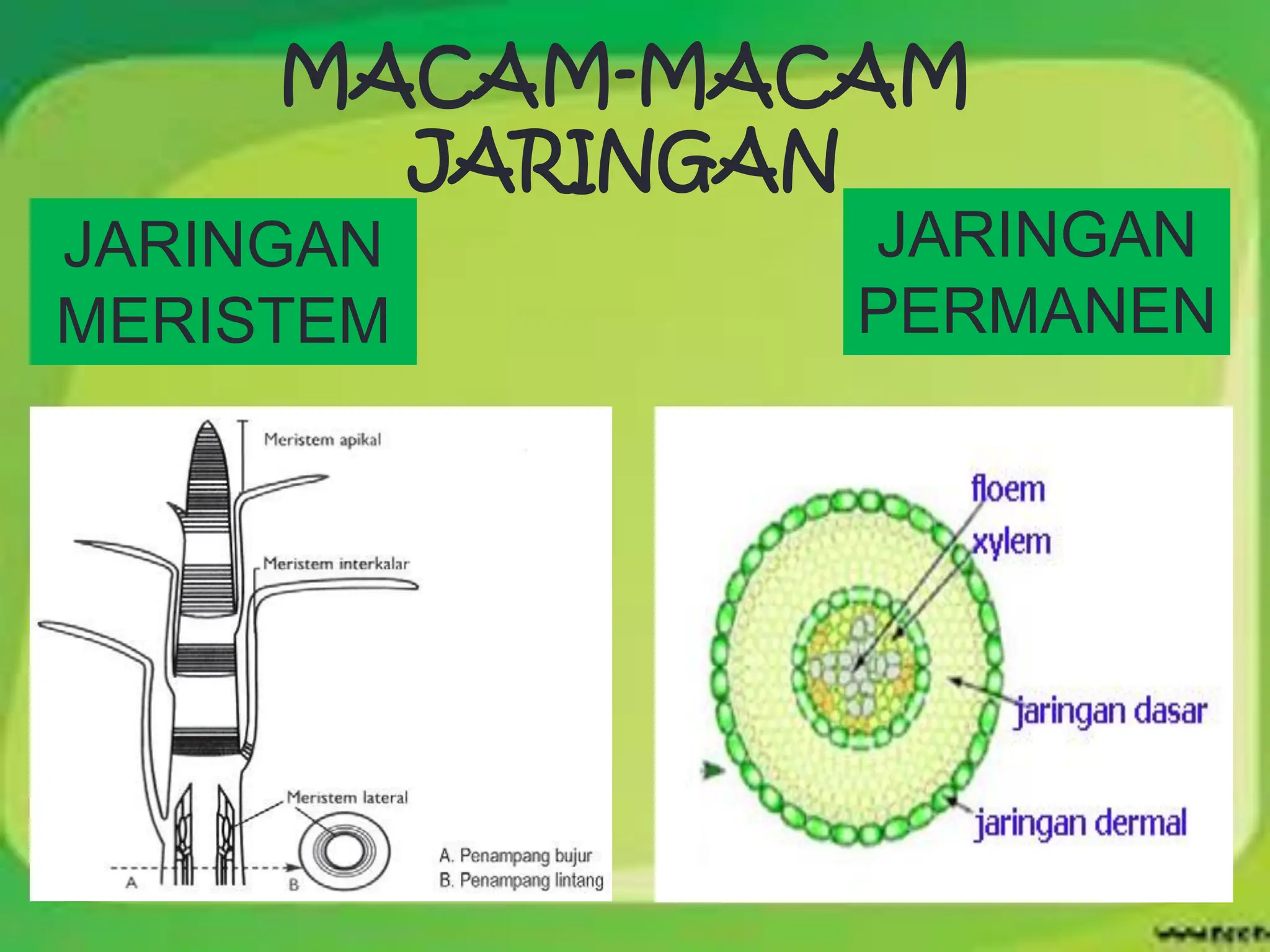 struktur jaringan tumbuhan tingkat tinggi | PDF