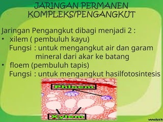 struktur jaringan tumbuhan untuk sma kelas 11.pptx