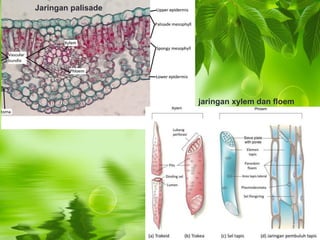 struktur jaringan tumbuhan untuk sma kelas 11.pptx