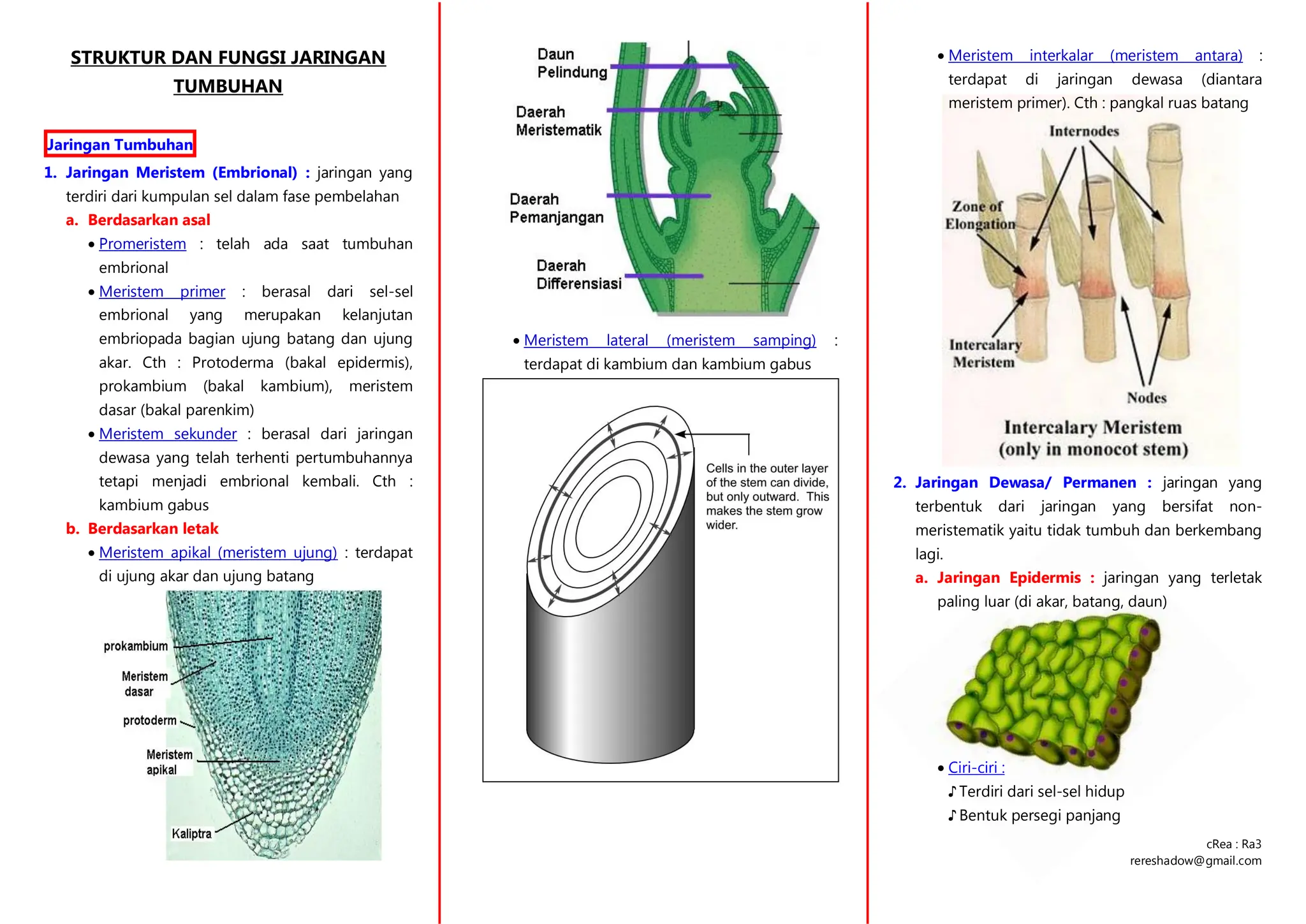 Materi Struktur Jaringan Tumbuhan(1).pdf