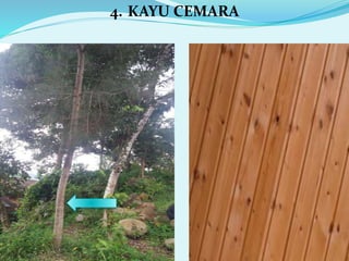 Struktur kayu | PPTX