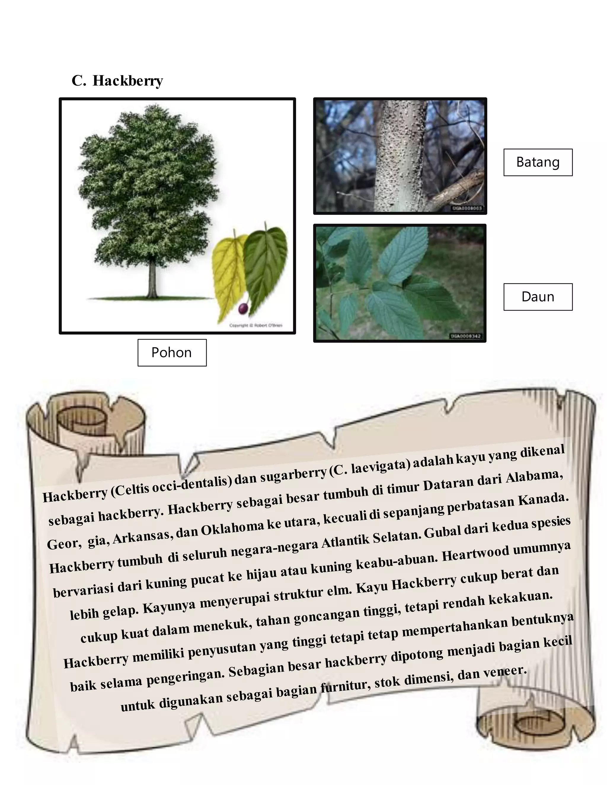 Struktur kayu ii hardwood and softwood | PDF