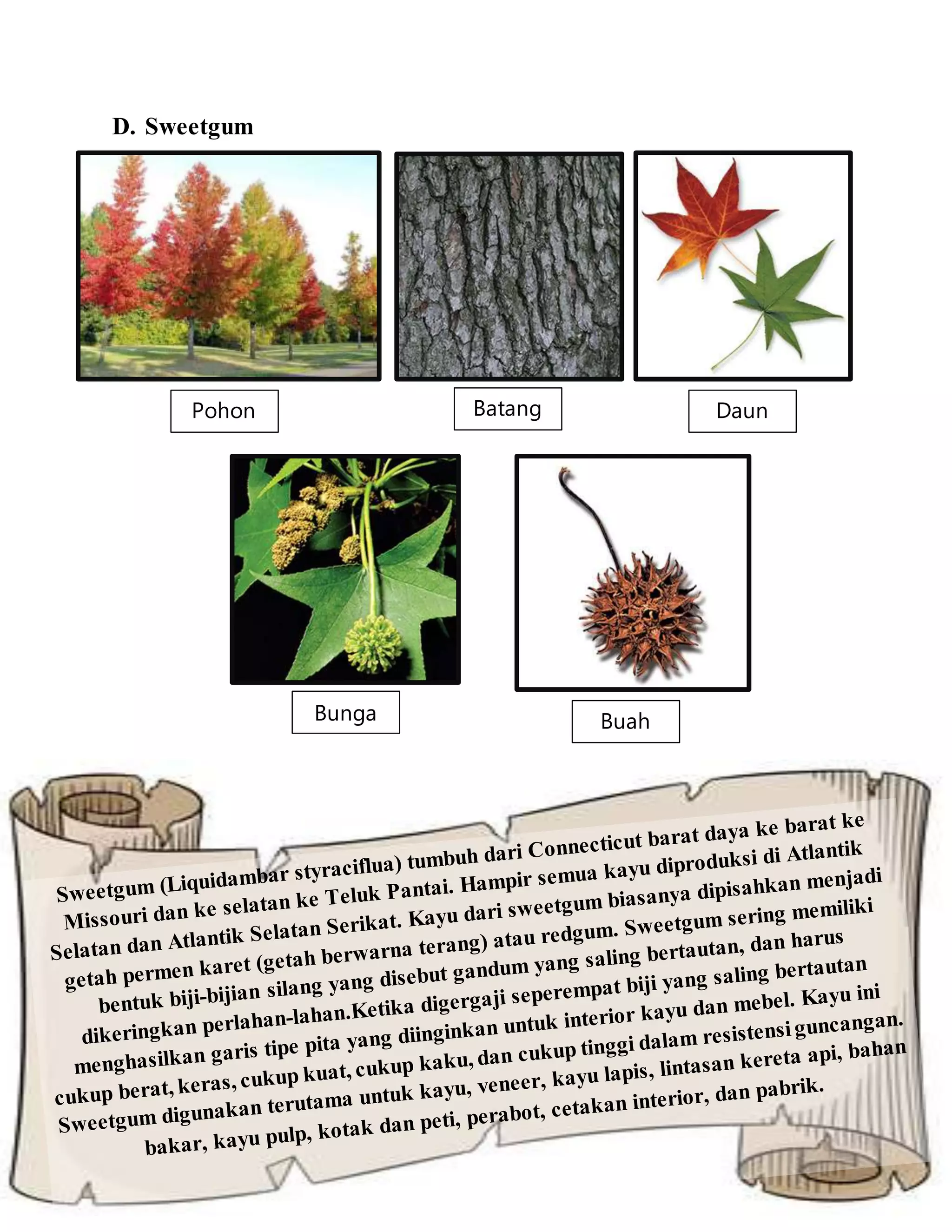 Struktur kayu ii hardwood and softwood | PDF