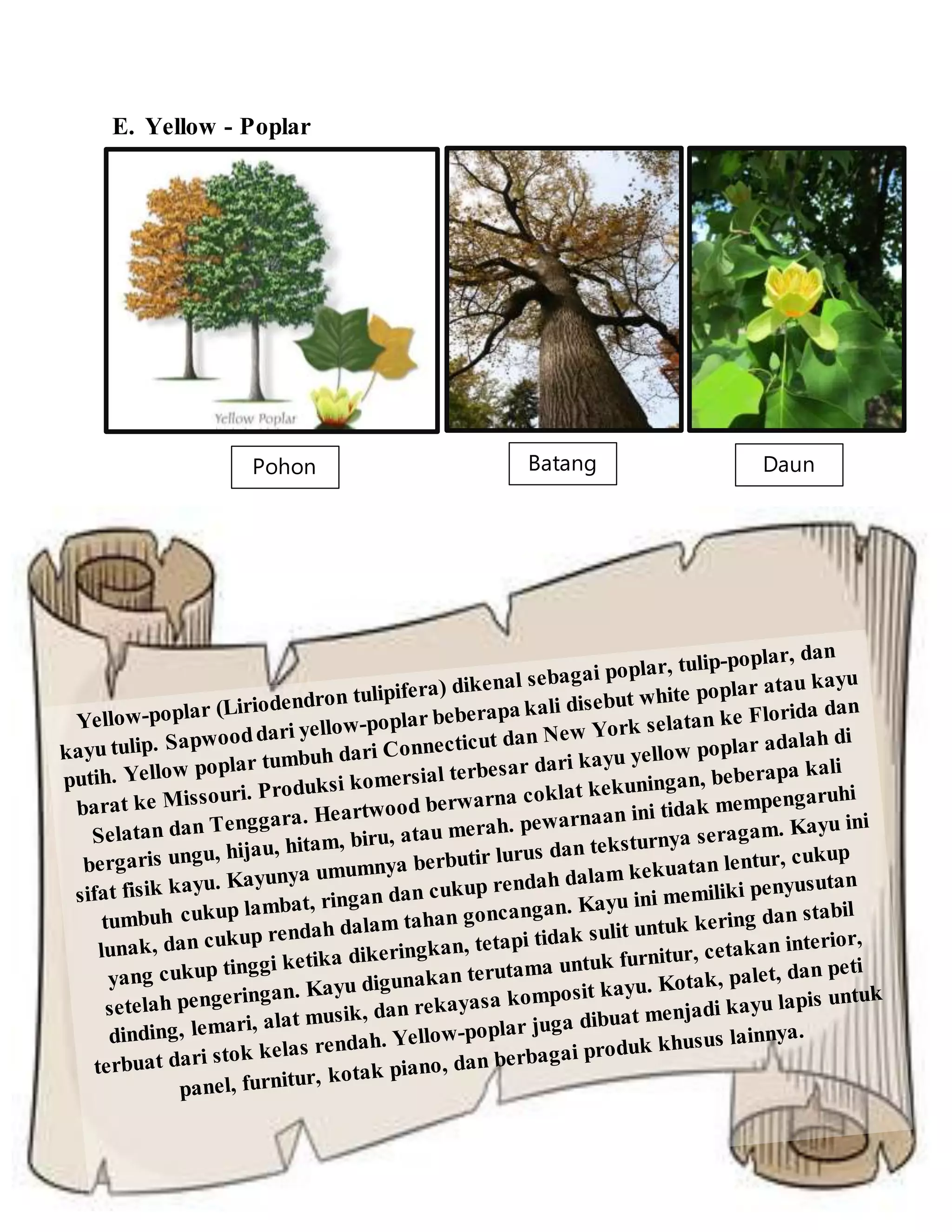 Struktur kayu ii hardwood and softwood | PDF