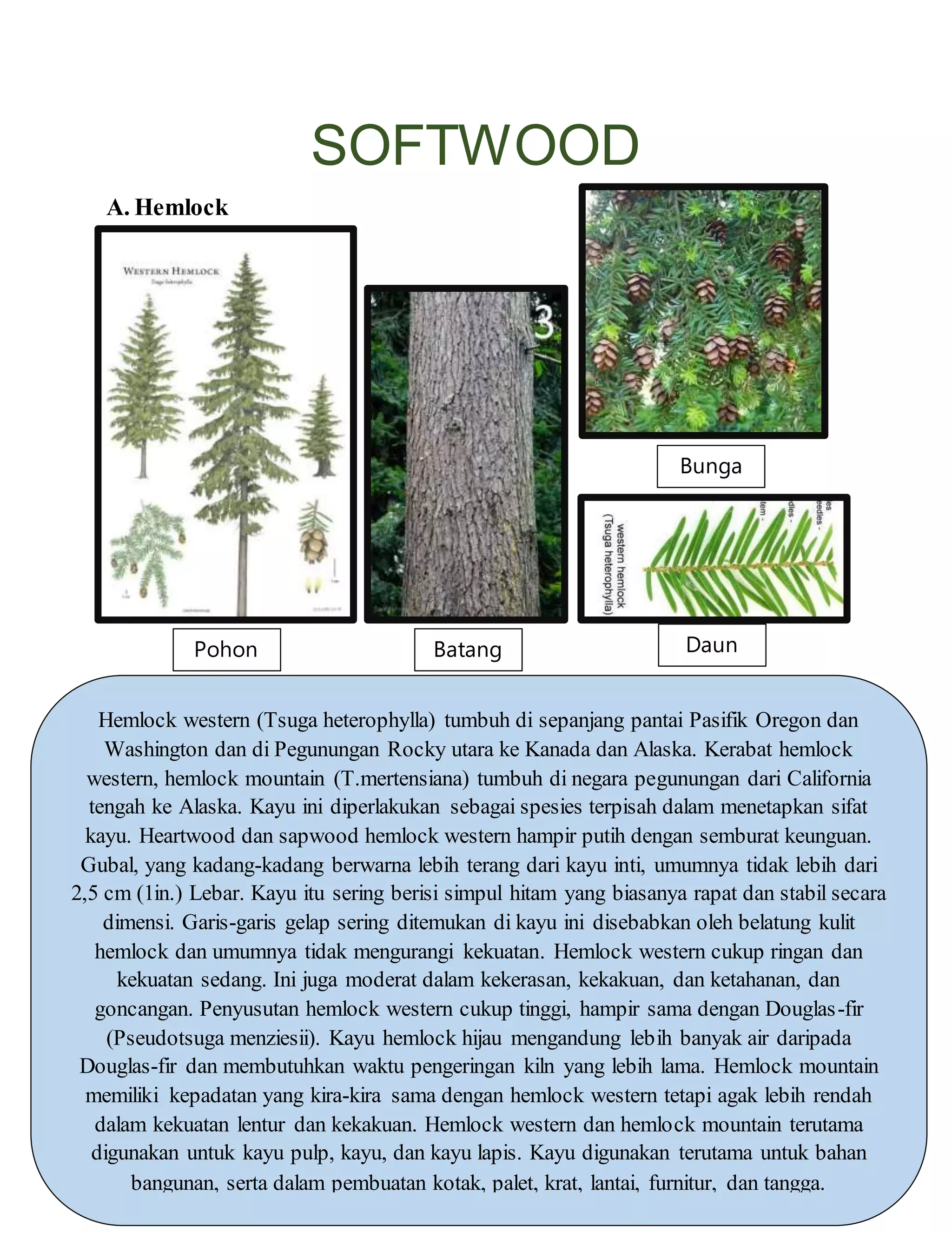 Struktur kayu ii hardwood and softwood | PDF