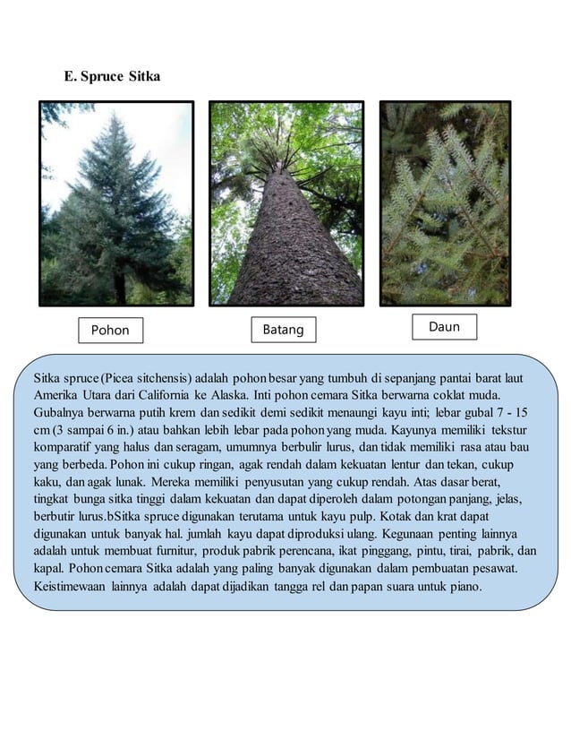 Struktur kayu ii hardwood and softwood | PDF