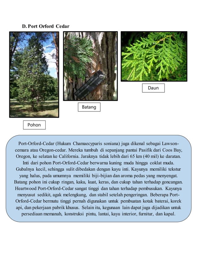 Struktur kayu ii hardwood and softwood | PDF