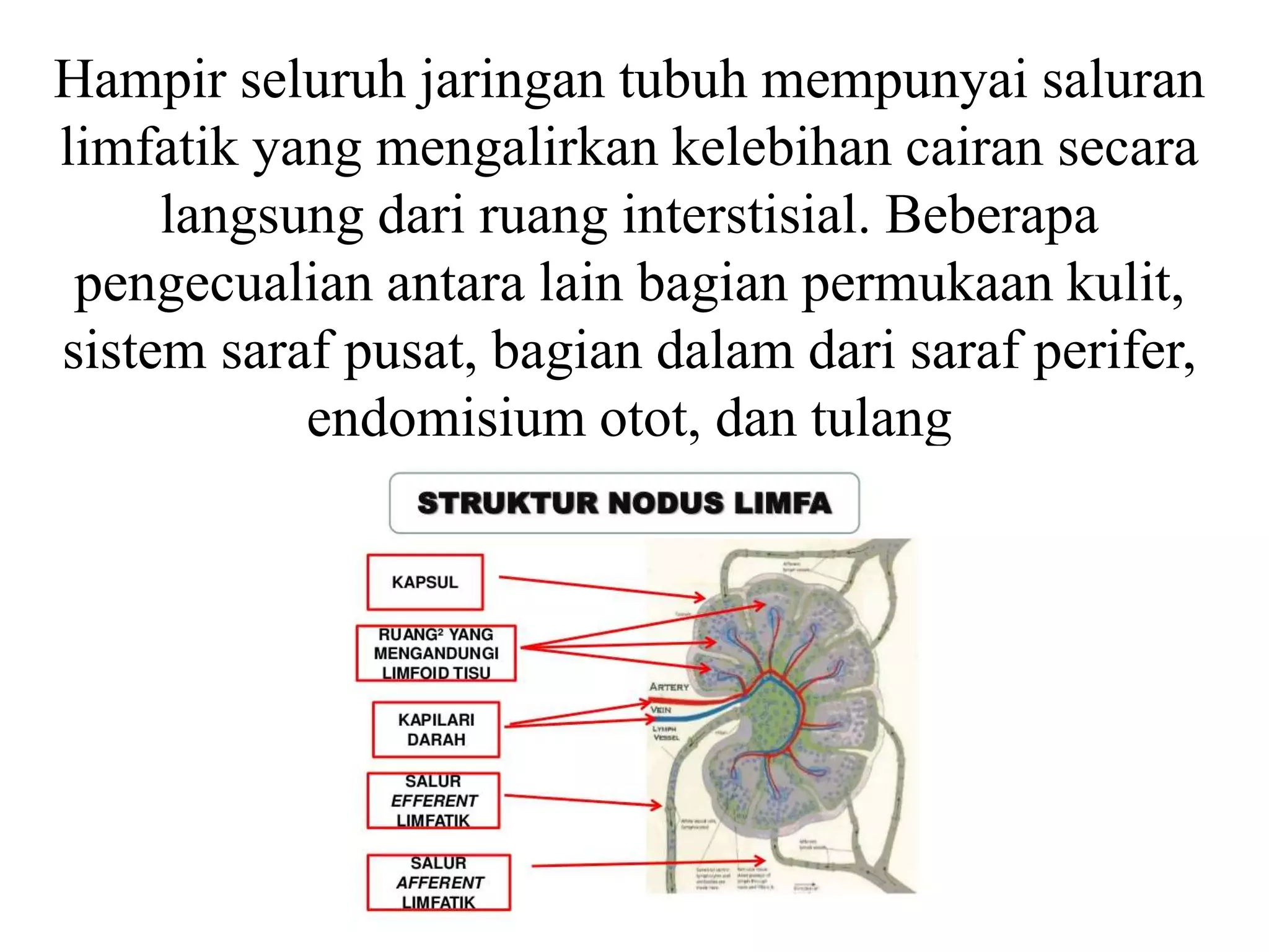 Struktur kelenjar limfe | PPTX