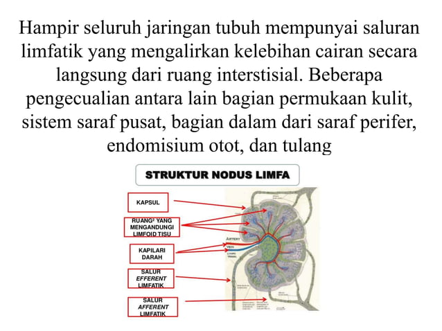 Struktur kelenjar limfe | PPTX