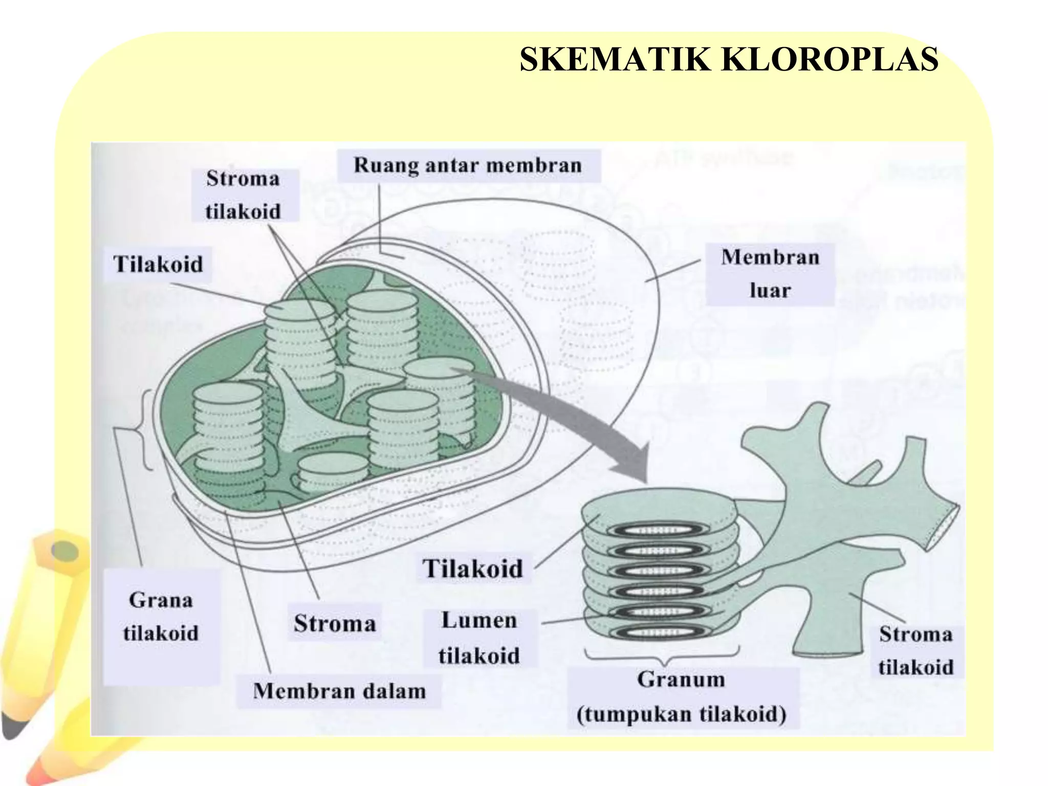 Struktur Kloroplas - Biologi Sel | PPTX