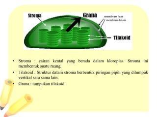 Struktur Kloroplas - Biologi Sel | PPTX