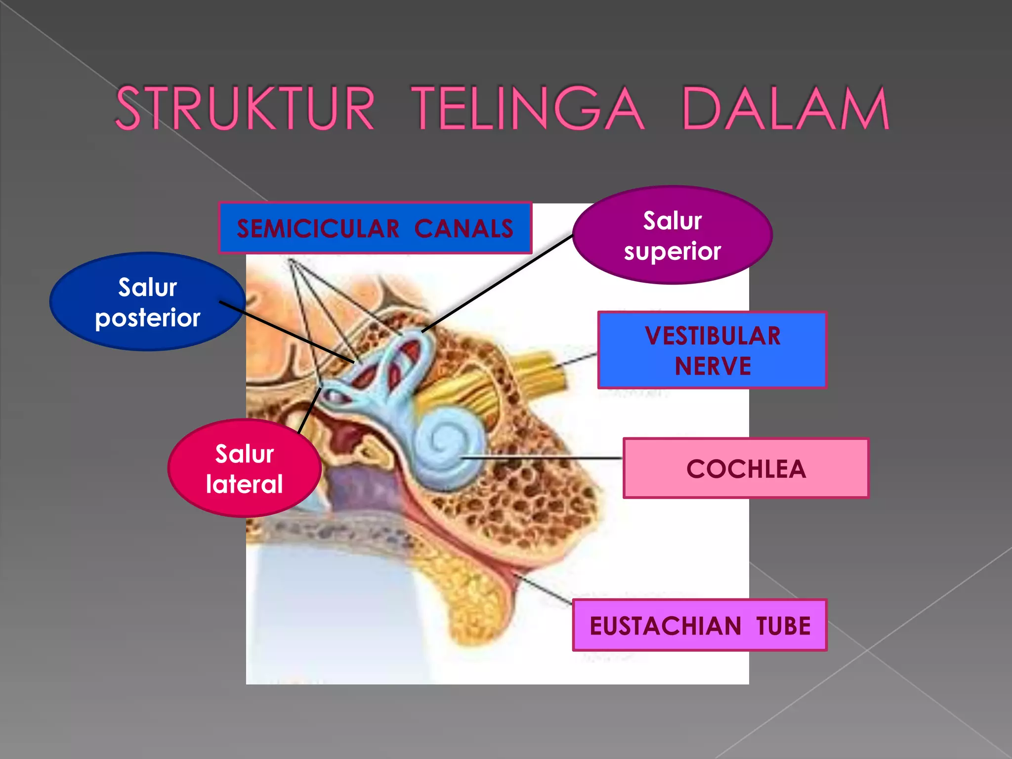 Struktur lapisan dan ciri ciri telinga | PPTX