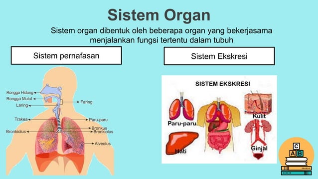 Struktur makhluk hidup lengkap | PPTX